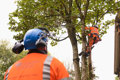 Tree Felling Services | Arboriculture Works | Ground Control